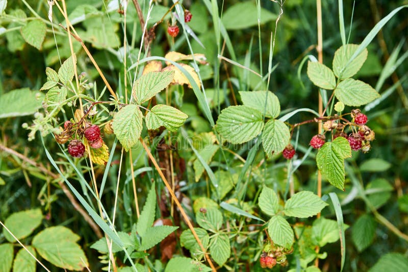 Wild Juicy Raspberries on a Lush Green Bush Stock Image - Image of ...