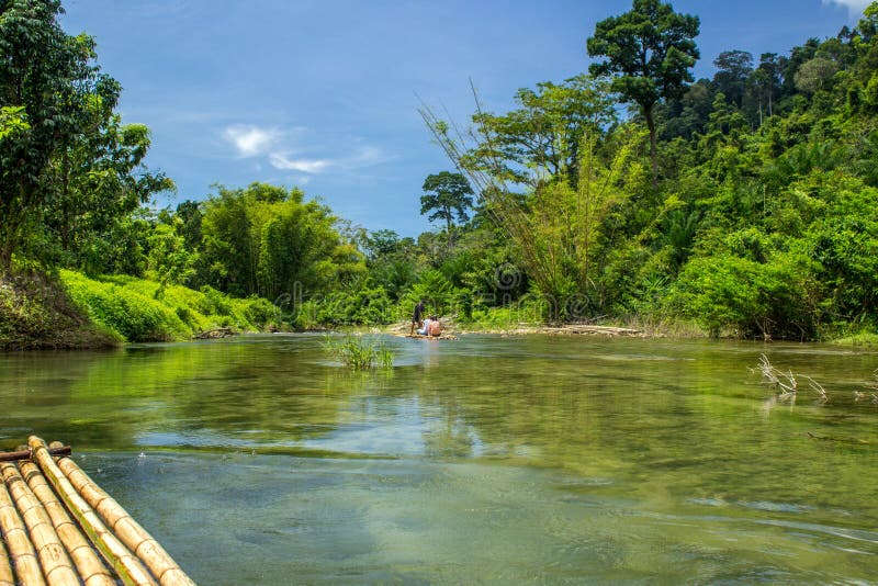 Wild Jungle on the Riverbanks Stock Image - Image of travel, riverbank ...