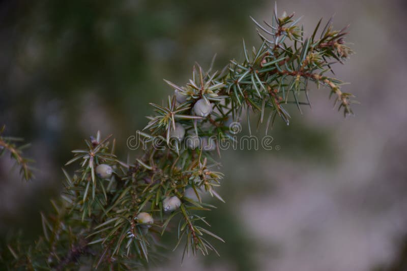 Wild Juniper with Different Colored Berries Stock Photo - Image of ...