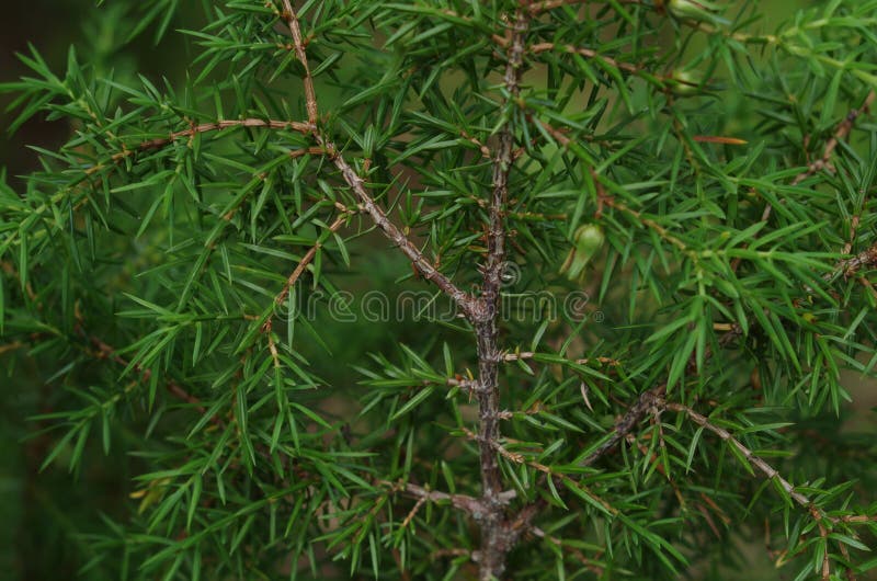Wild juniper in the forest stock photo. Image of organic - 55981576
