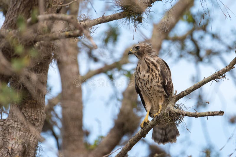 Wild Juvenile Red-Shouldered Hawk on Branch Stock Image - Image of ...