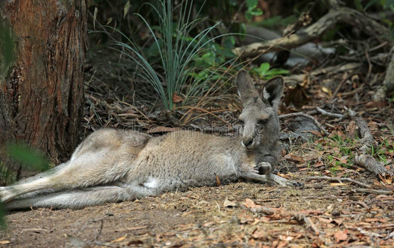 Kangaroo Sleeping in a Zoo, a Leaping Mammal of Australia and Nearby ...