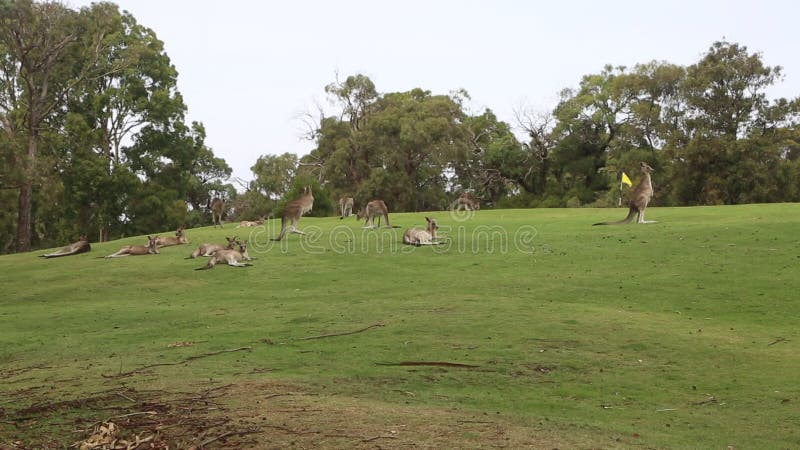 Kangaroo Jumping on Golf Course Stock Video - Video of anglesea ...
