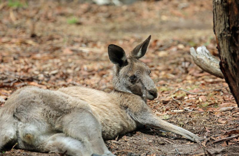 Kangaroo Resting on the Ground Stock Image - Image of jill, marsupial ...