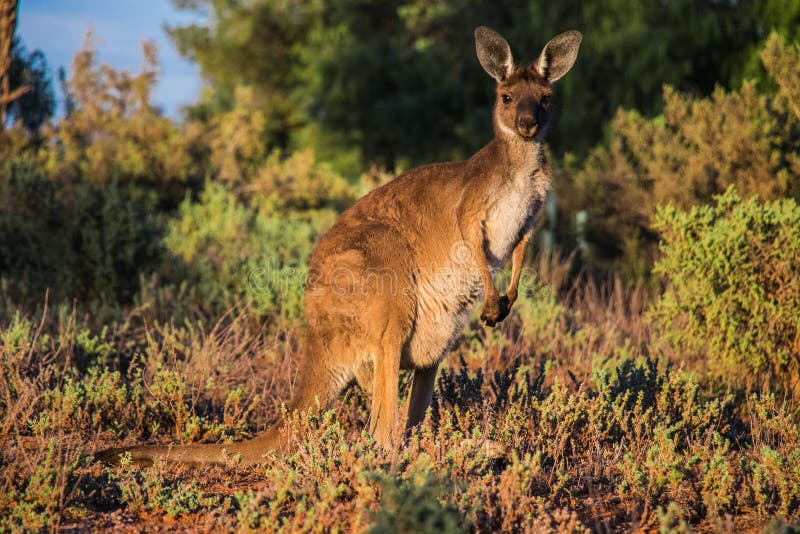A Wild Kangaroo in the Australien Outback Stock Photo - Image of sunset ...