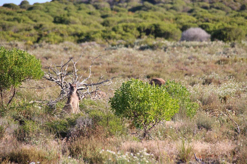 Wild Kangaroo - Cervantes - Western Australia Stock Image - Image of ...