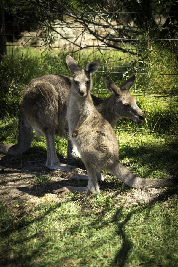 Kangaroo in Sydney, Australia Stock Image - Image of animal, mammal ...