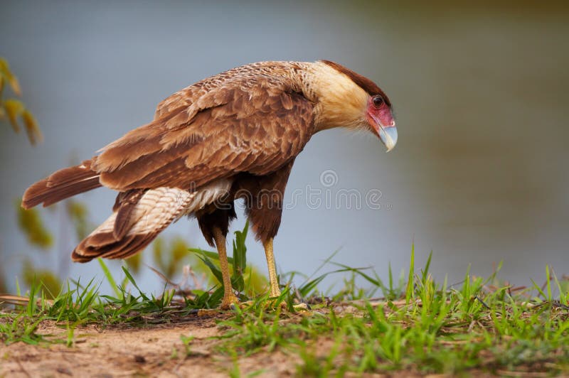 Bird Karakara Stock Photos - Free & Royalty-Free Stock Photos from ...