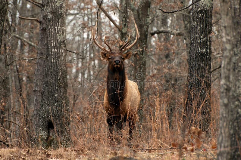 Wild Kentucky Elk Stock Photos - Free & Royalty-Free Stock Photos from ...
