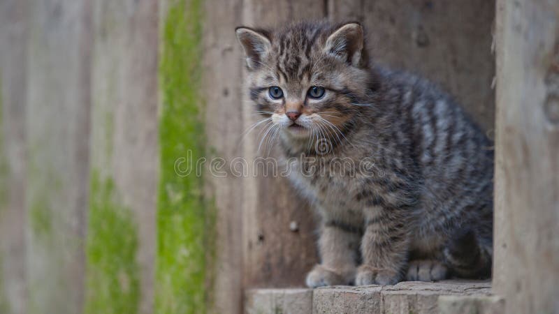 41,824 Wild Kitty Stock Photos - Free & Royalty-Free Stock Photos from ...