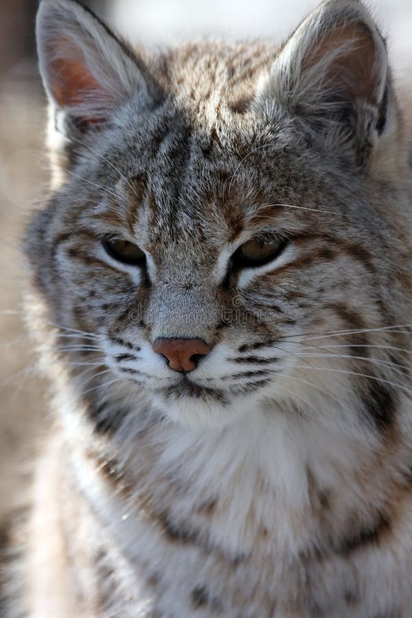 51,402 Wild Kitty Models Stock Photos - Free & Royalty-Free Stock ...