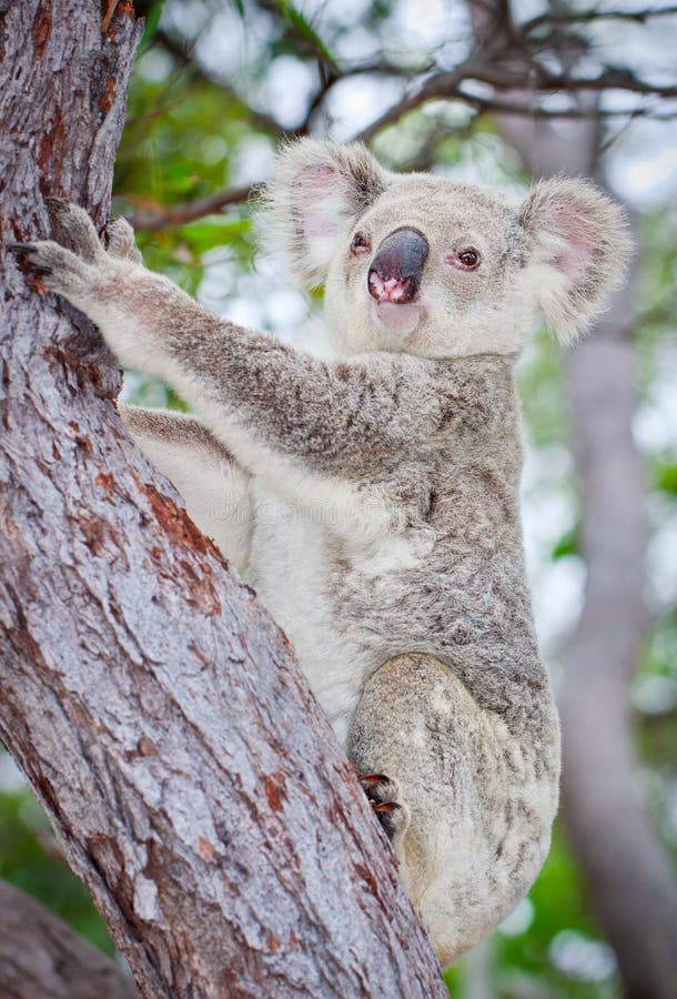 Wild koala climbing a tree stock image. Image of grey - 17374215
