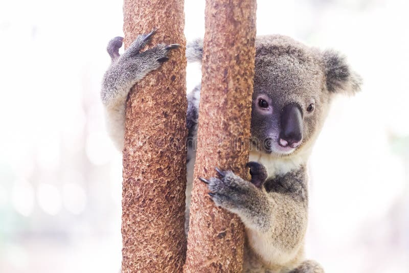 The Koala is Climbing on a Tree Branch Stock Photo - Image of tree ...