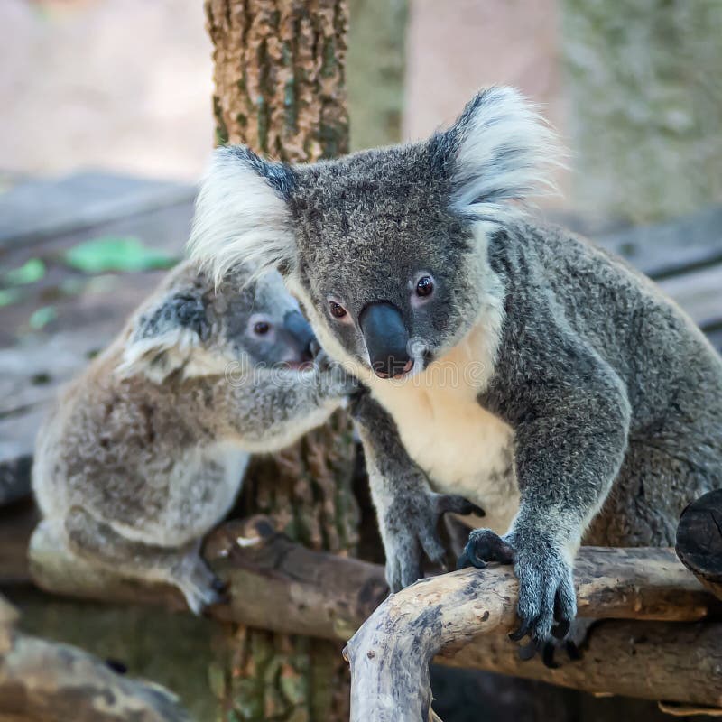Wild Koala on a Tree Portrait Stock Image - Image of closeup, perching ...