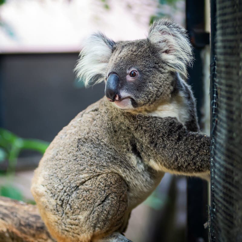 Wild Koala on a Tree Portrait Stock Photo - Image of brown, endangered ...