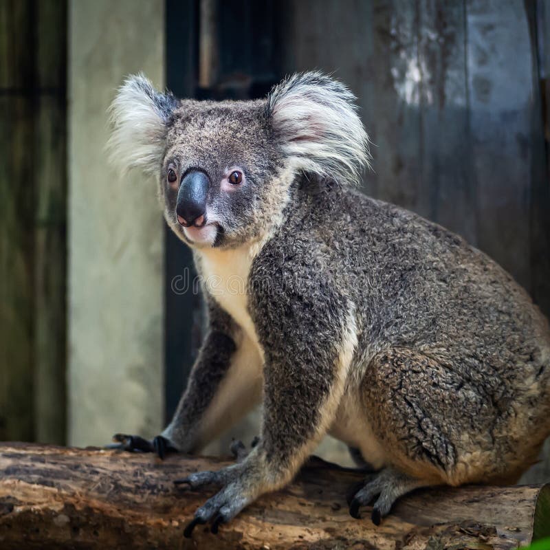 Wild Koala on a Tree Portrait Stock Photo - Image of australian ...