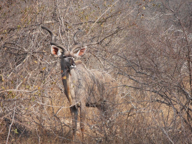 Wild koedoe in bush stock photo. Image of koedoe, outside - 53061938
