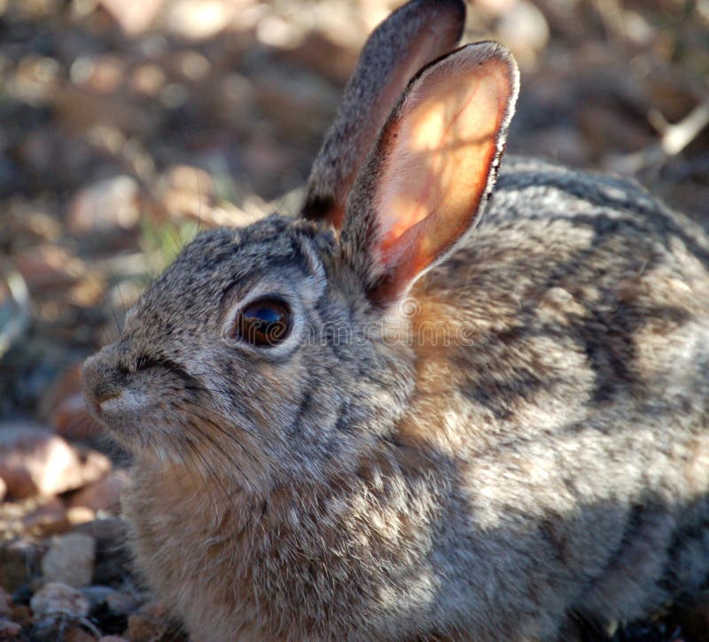 Wild Konijn stock afbeelding. Image of katoenstaartkonijn - 2256321