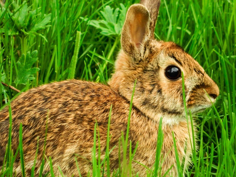 Wild Konijn stock afbeelding. Afbeelding bestaande uit jong - 7802511