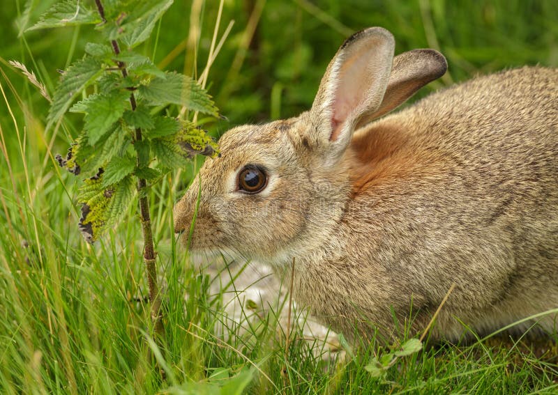 Wild konijn stock foto. Image of yorkshire, wandeling - 33582998
