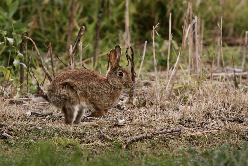 Wild Konijn Dat Struik Doorneemt. Stock Foto - Image of actie, konijn ...