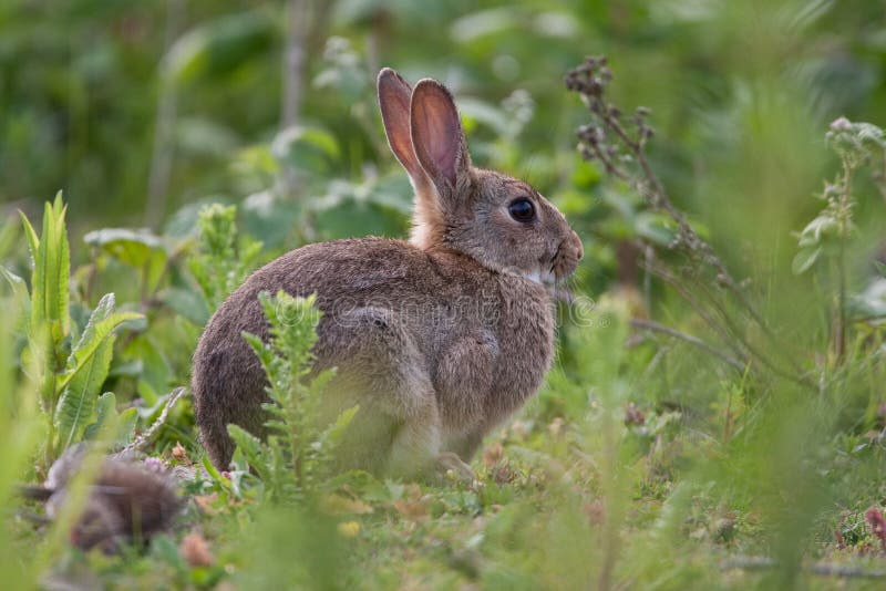 Wild Konijn in Het Engelse Platteland Stock Afbeelding - Image of ...