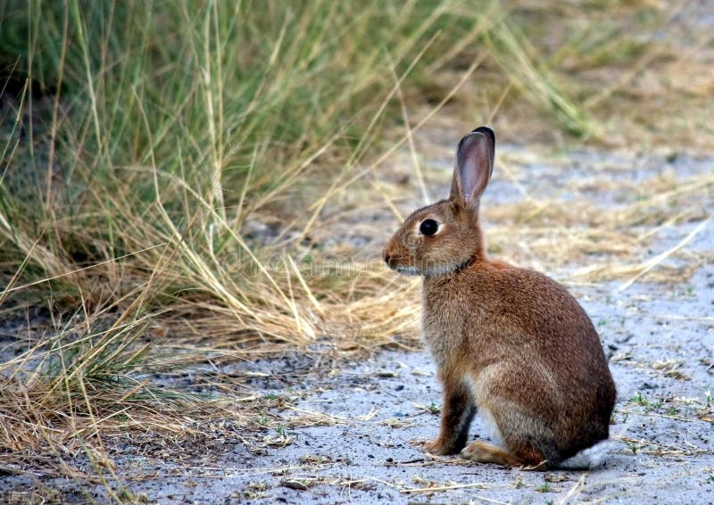 Wild Konijn Op Een Strandspoor. Stock Foto - Image of staart, bunnie ...