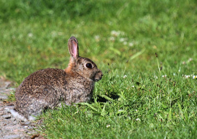 Wild konijn op gras. stock foto. Image of konijn, leuk - 25269182