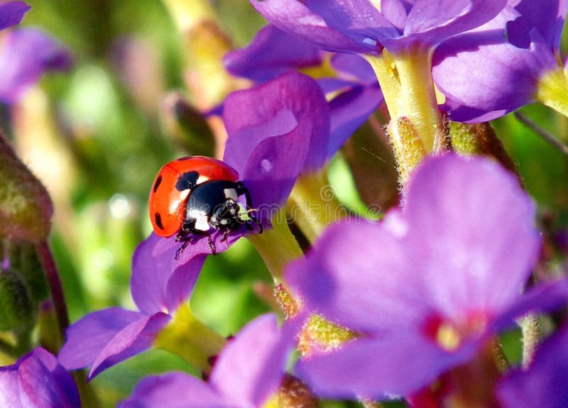 Ladybird stock image. Image of garden, ladybird, beauty - 112223239