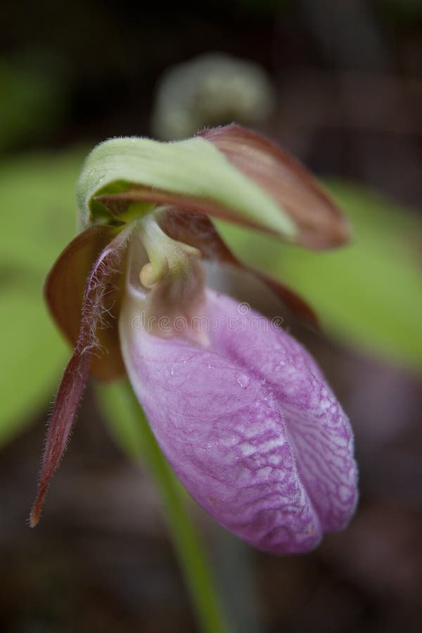 Wild lady slipper stock photo. Image of flower, flowers - 89980066
