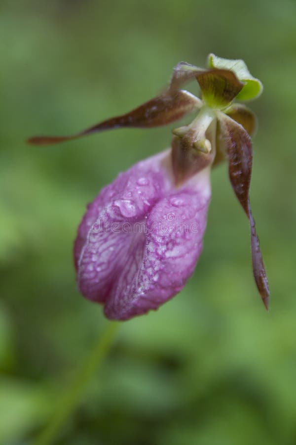 Wild lady slipper stock photo. Image of season, blooming - 89980076