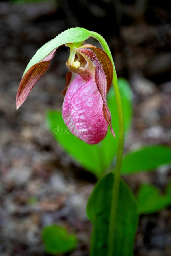 Wild Lady Slipper stock image. Image of closeup, outdoors - 264221991