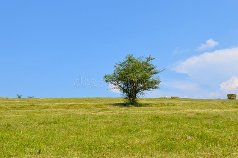 Wild Landscape with Lonely Tree Stock Image - Image of farming, field ...