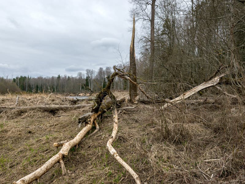 Wild Landscape, Old Trees, Old Dry Grass, Cloudy Weather Stock Image ...