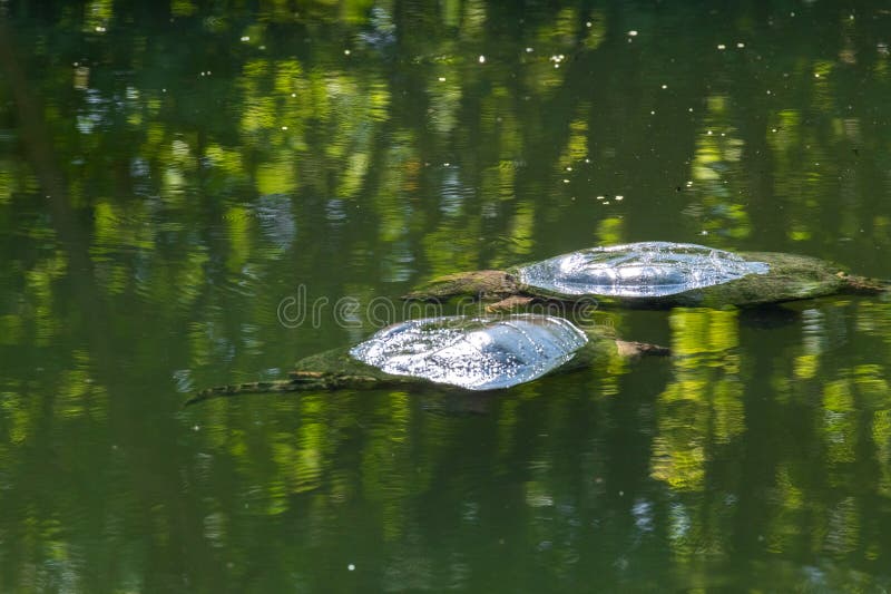 Two Turtles Floating in Water with Shells Above Surface Stock Photo ...