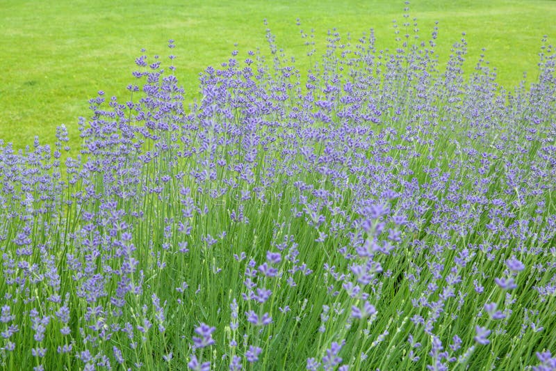 Wild Lavender. Lavender in Different Shades Growing Outside the House ...