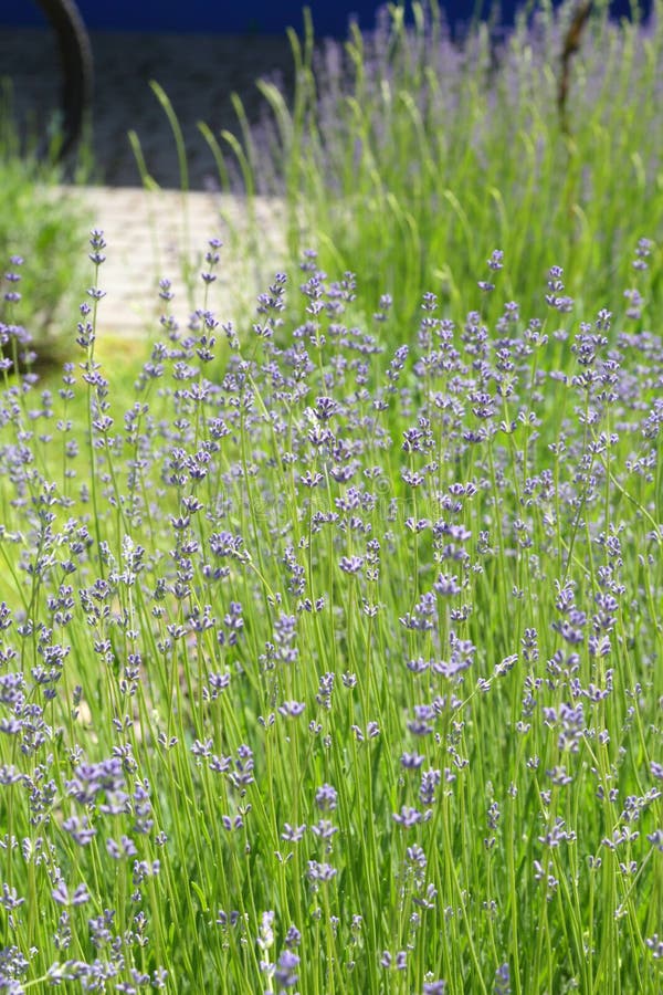 Wild Lavender. Lavender in Different Shades Growing Outside the House ...
