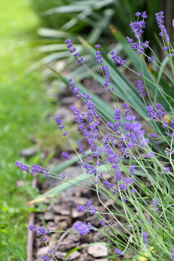 Wild Lavender. Lavender in Different Shades Growing Outside the House ...