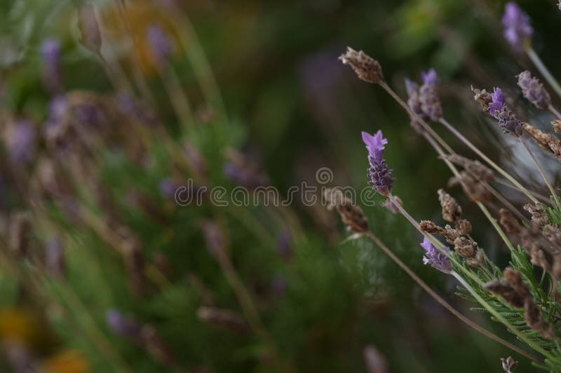Wild Lavender First Buds in Spring Closeup Stock Photo - Image of soft ...