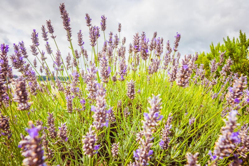 Wild Lavender Flowers Growing in Hedge Stock Image - Image of wild ...