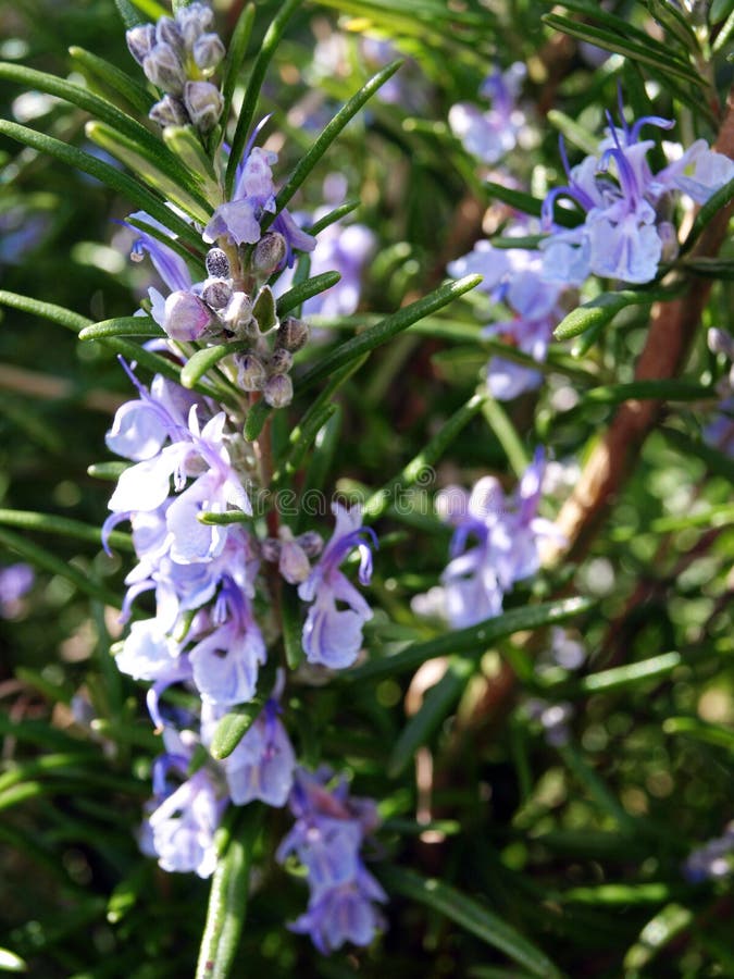 Wild Lavender Plant stock photo. Image of agriculture - 13665072
