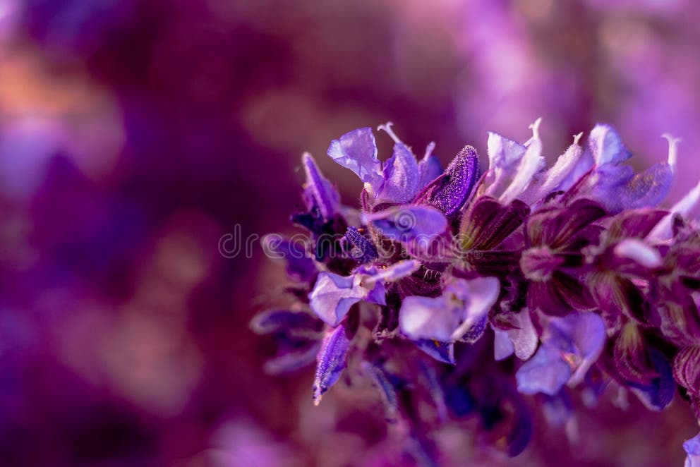 Wild Lavender in the Spring a Young Field Stock Photo - Image of azur ...