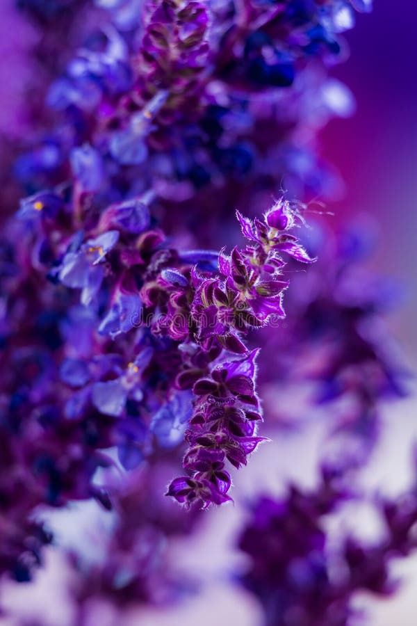 Wild Lavender in the Spring a Young Field Stock Photo - Image of leaf ...
