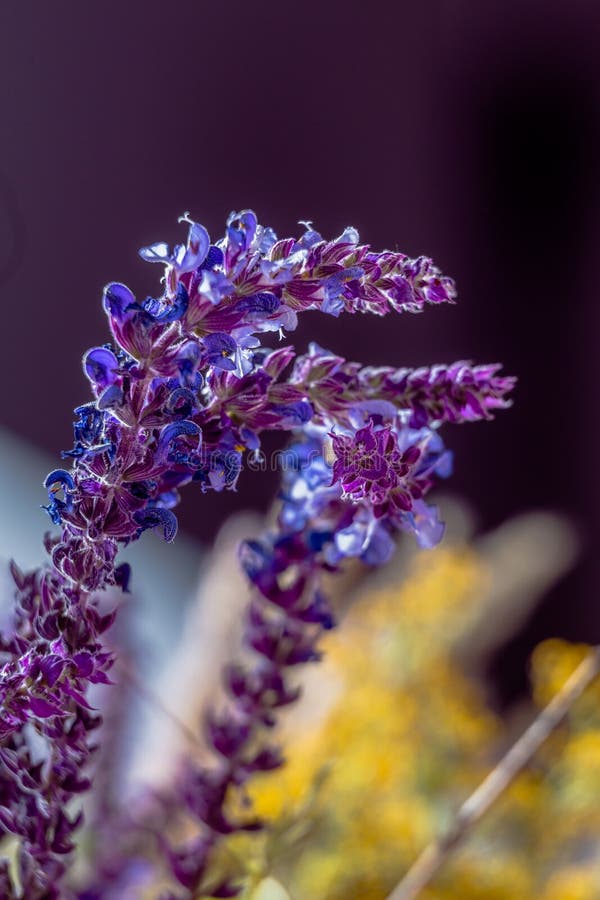 Wild Lavender in the Spring a Young Field Stock Photo - Image of ...