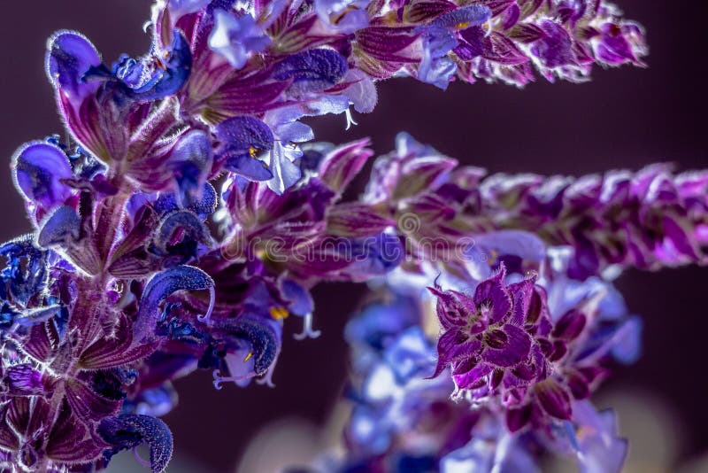 Wild Lavender in the Spring a Young Field Stock Photo - Image of moody ...