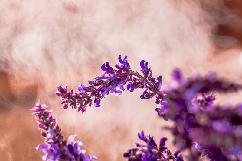 Wild Lavender in the Spring a Young Field Stock Image - Image of beauty ...