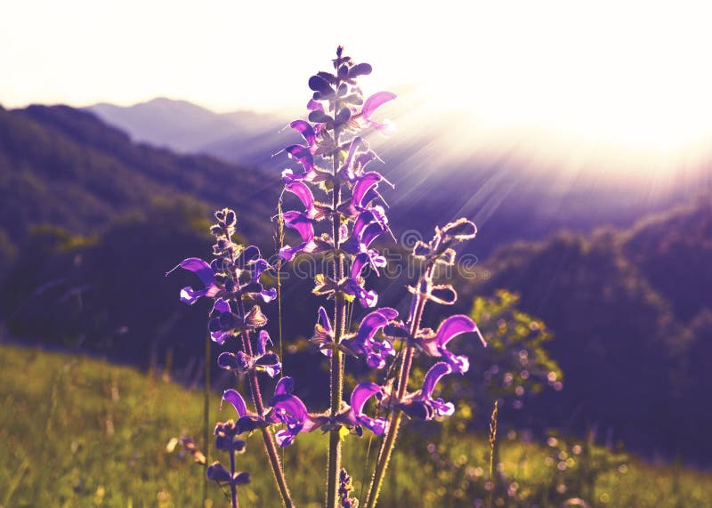 Wild lavender in sunlight stock image. Image of sunset - 59088185