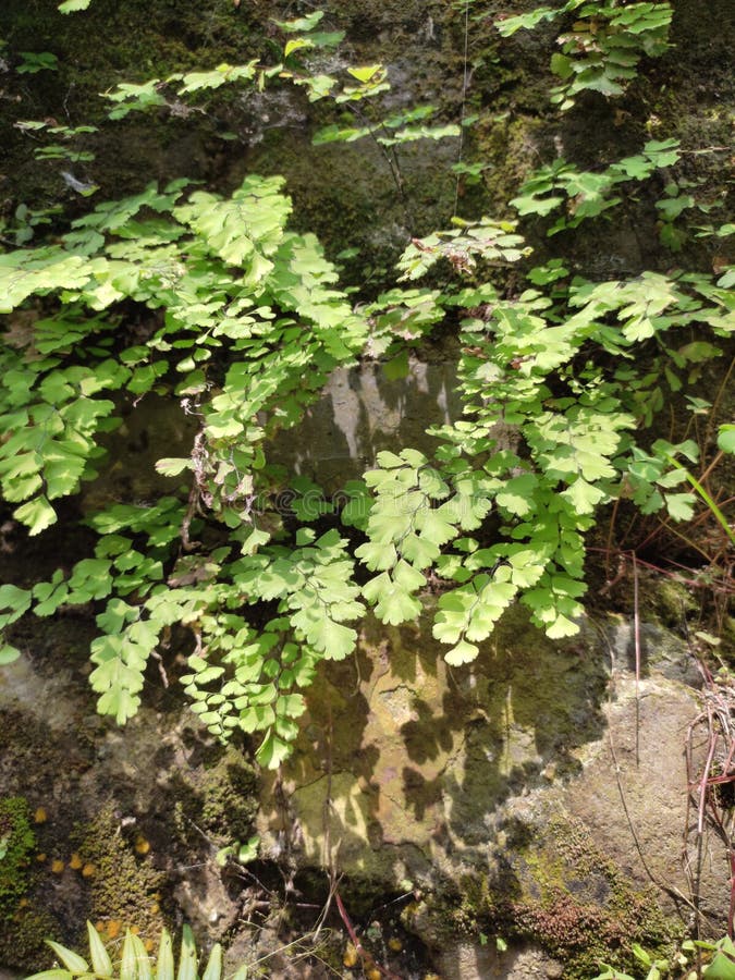 Wild Leaf Exposed To Sunlight Stock Photo - Image of sunlight, exposed ...