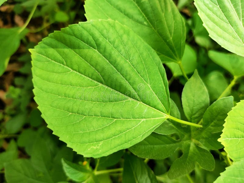 A Wild Leaf with the Scientific Name is Acalypha Australis. Stock Image ...