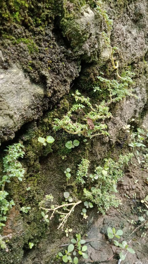 Wild Leaves that Grow Wild are Suitable As a Pre-wedding Background ...